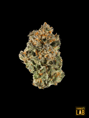 Buy BlackBerry Autoflower Seeds | Order Blackberry Seeds Online