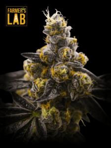 Buy Lemon Haze F1 Autoflower Seeds