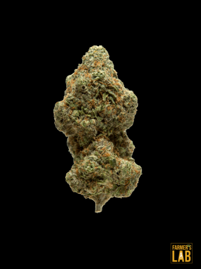 Buy Chocolate Thai Feminized Seed