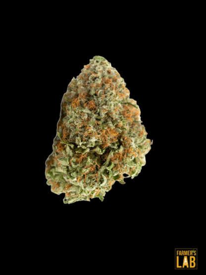 Buy Chocolope x Candy Feminized Seeds