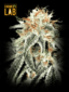 White Widow | White Widow Strains | Buy White Widow Seeds