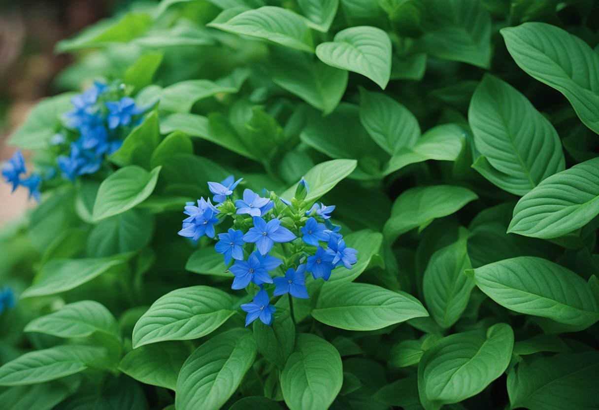 Indoor vs Outdoor Growing of Blue Dream Seeds in the USA
